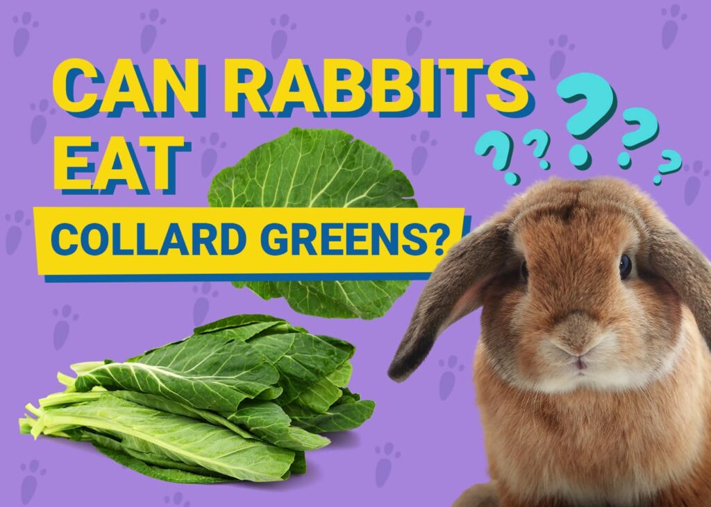 Can Rabbits Eat Collard Greens? Vet-Verified Nutrition Facts | The Vet Desk
