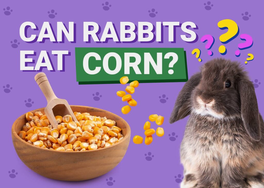 Can Rabbits Eat Corn? Vet-Reviewed Facts & FAQ | The Vet Desk