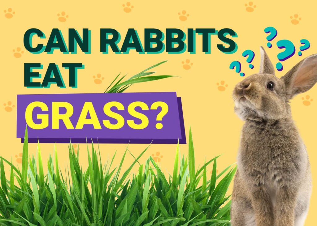 Can Rabbits Eat Grass? Vet-Verified Facts & FAQ | The Vet Desk