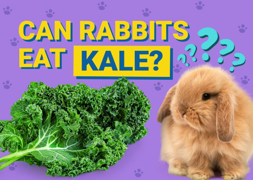 Can Rabbits Eat Kale? Vet-Approved Nutrition Facts & FAQ | The Vet Desk