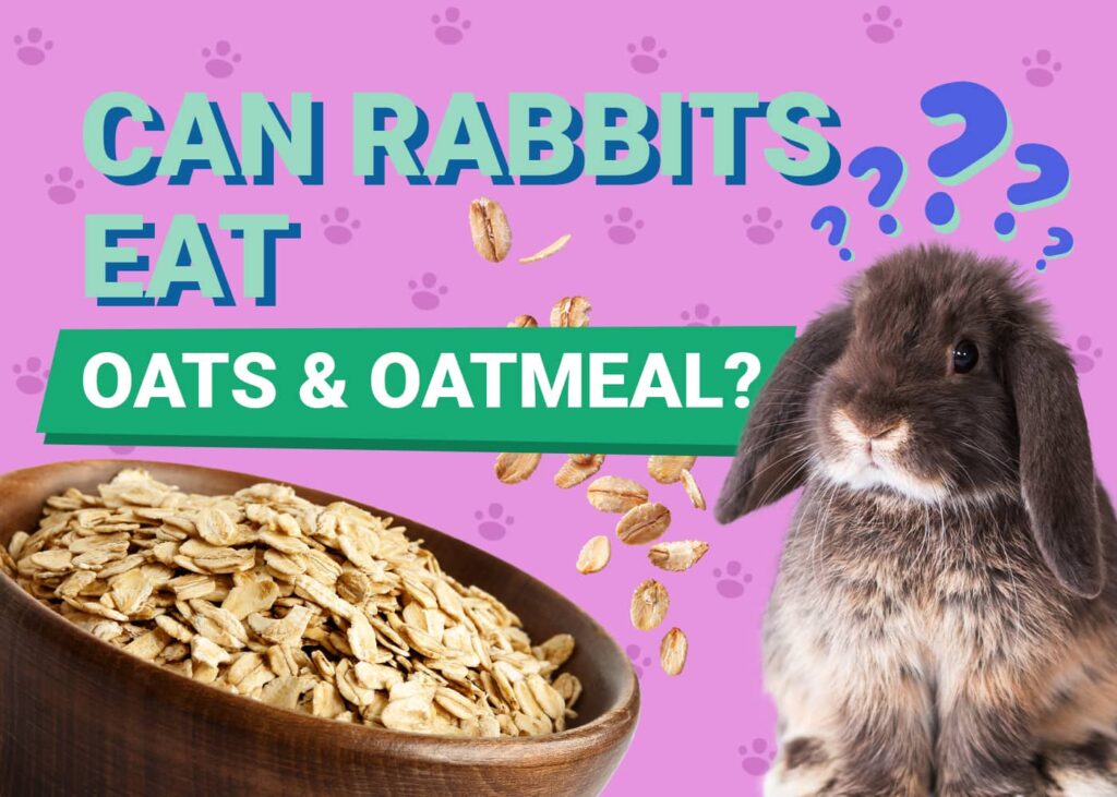 Can Rabbits Eat Oats and Oatmeal? Vet-Reviewed Safety Facts & FAQ | The ...