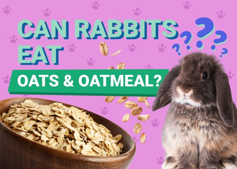 Can Rabbits Eat Oats and Oatmeal? Vet-Reviewed Safety Facts & FAQ | The ...