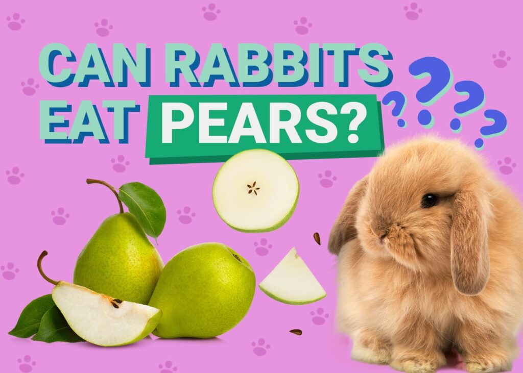 Can Rabbits Eat Pears? Vet-Approved Nutritional Facts & FAQ | The Vet Desk