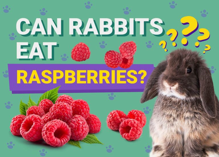 Can Rabbits Eat Raspberries? Vet-Verified Facts & Nutrition Tips | The ...