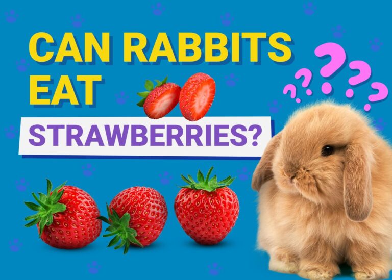 Can Rabbits Eat Strawberries? Vet-Verified Nutrition Facts & FAQ | The ...