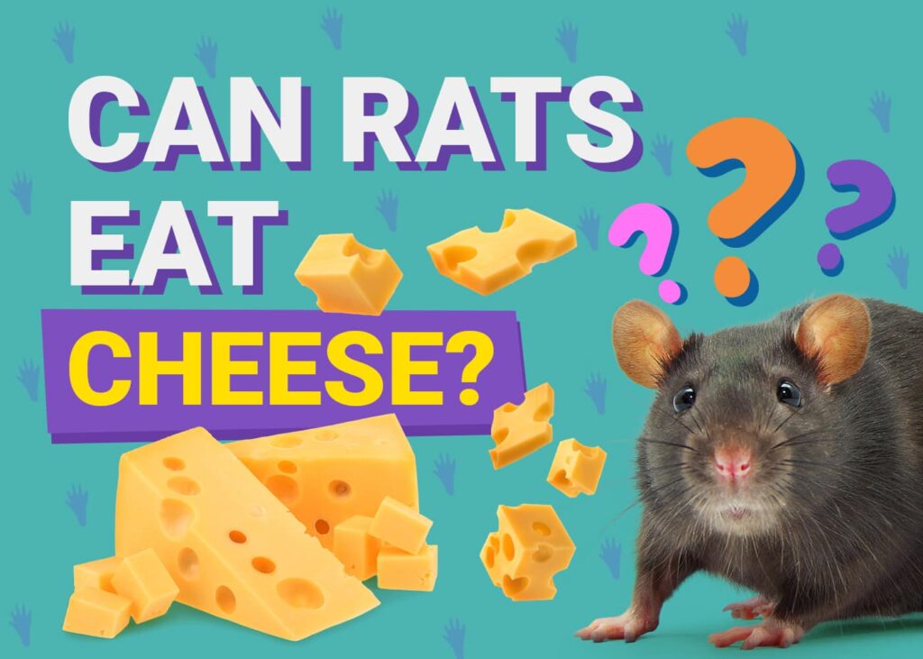 Can Rats Eat Cheese? Vet-Verified Nutrition Facts & Info | The Vet Desk