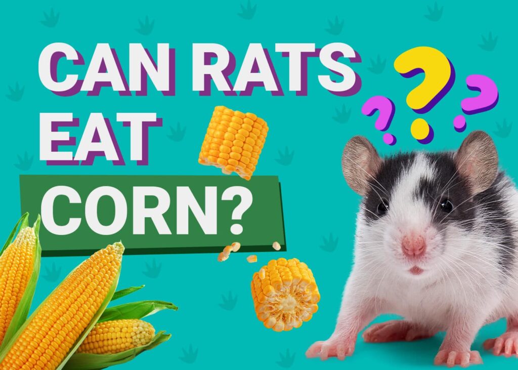 Can Rats Eat Corn? What You Need to Know (Vet-Reviewed) | The Vet Desk