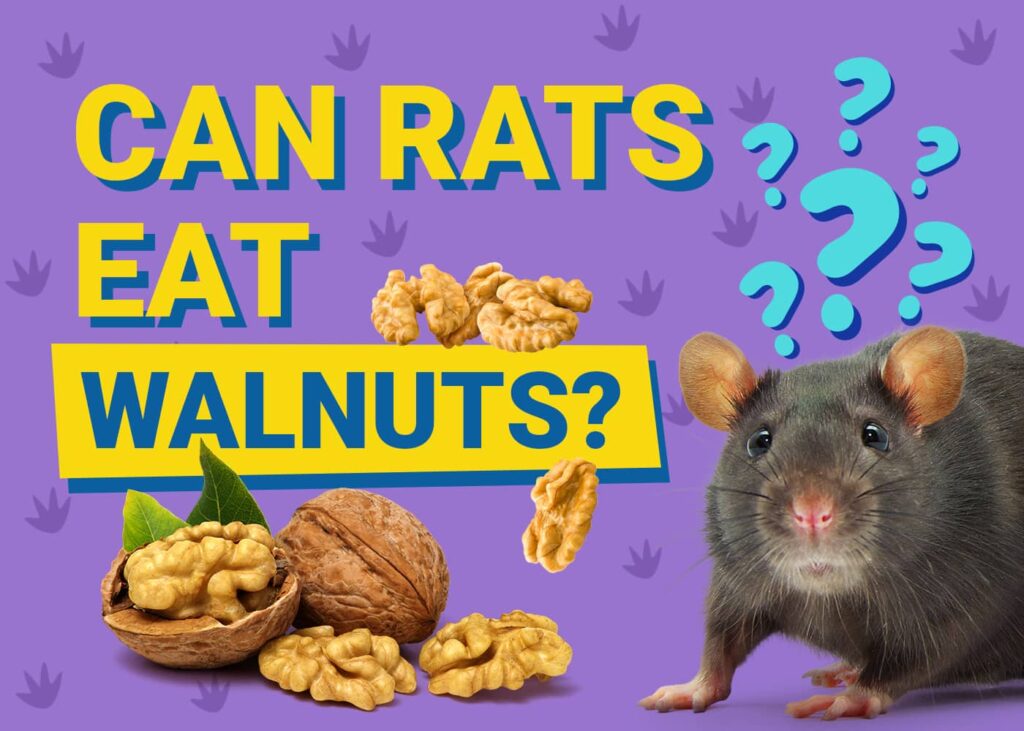 Can Rats Eat Walnuts? Vet-Verified Nutrition Facts & Info | The Vet Desk