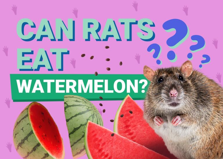 Can Rats Eat Watermelon? Our Vet Explains | The Vet Desk