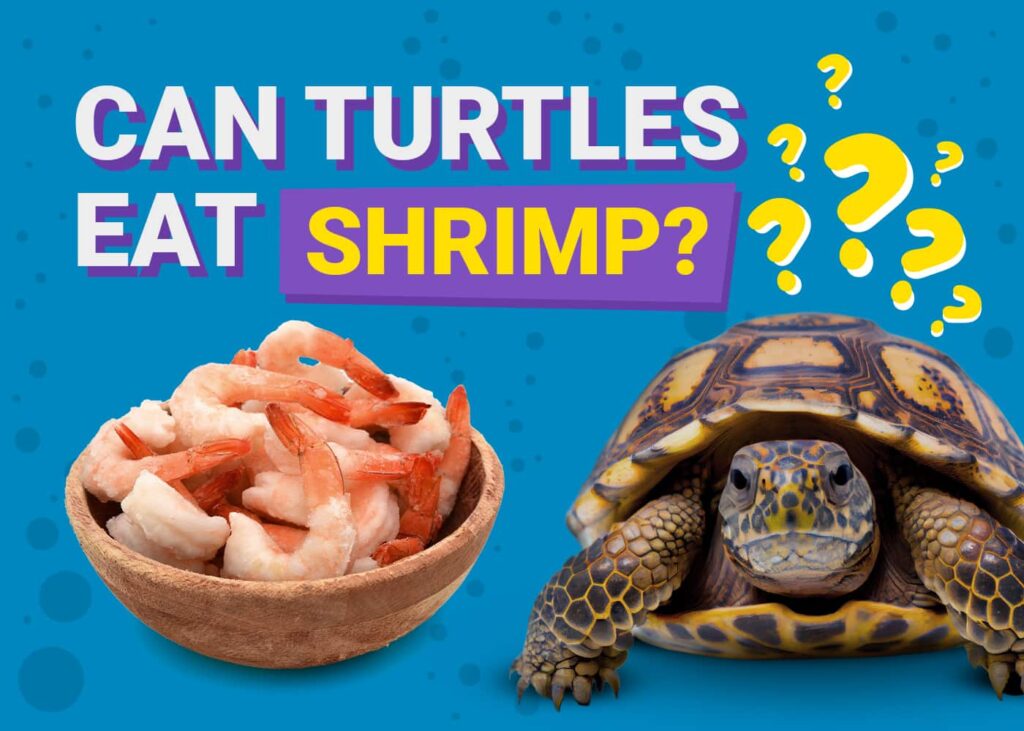 Can Turtles Eat Shrimp? Vet-Reviewed Nutrition Facts | The Vet Desk