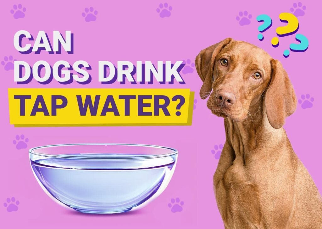 Can Dogs Drink Tap Water? Vet-Reviewed Facts & Concerns | The Vet Desk