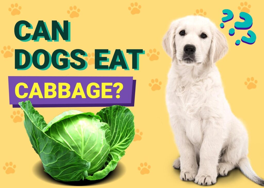 Can Dogs Eat Cabbage? Vet-Reviewed Benefits & Risks | The Vet Desk