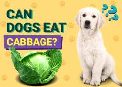 Can Dogs Eat Cabbage? Vet-Reviewed Benefits & Risks | The Vet Desk