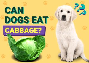 Can Dogs Eat Cabbage? Vet-Reviewed Benefits & Risks | The Vet Desk