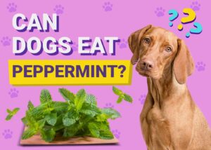 Can Dogs Eat Peppermint? Vet-Verified Facts & FAQ | The Vet Desk