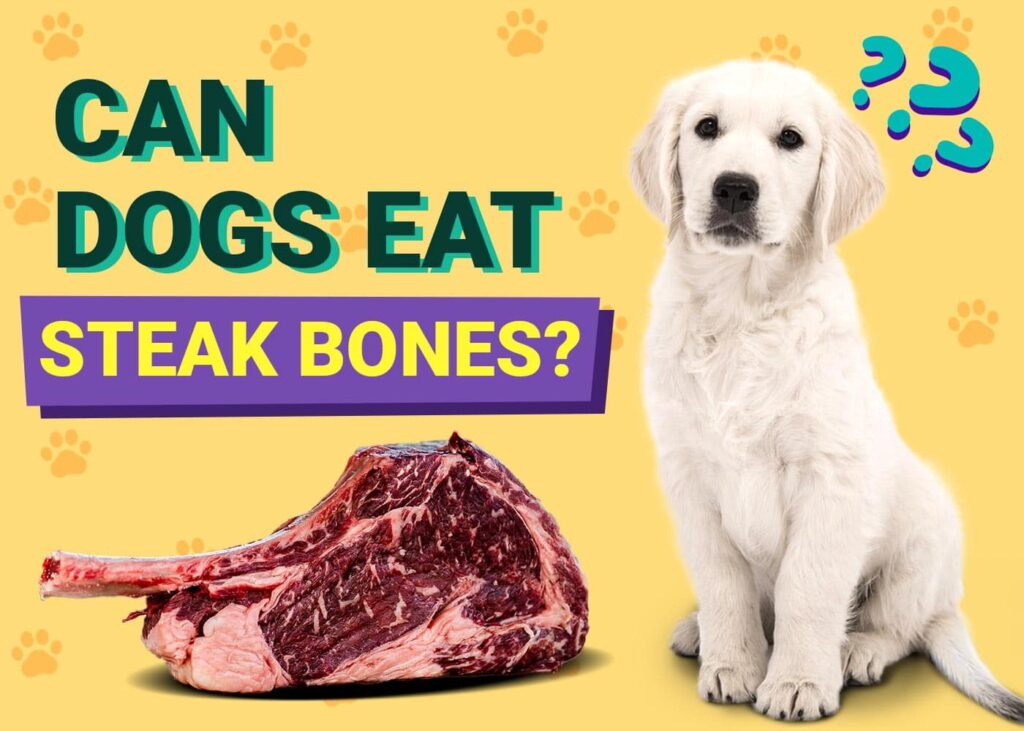 Can Dogs Eat Steak Bones? Vet-Reviewed Facts & FAQ | The Vet Desk