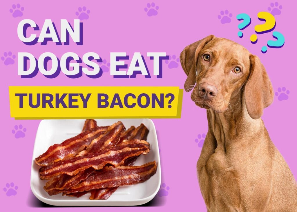 Can Dogs Eat Turkey Bacon? Vet Approved Facts & FAQ | The Vet Desk