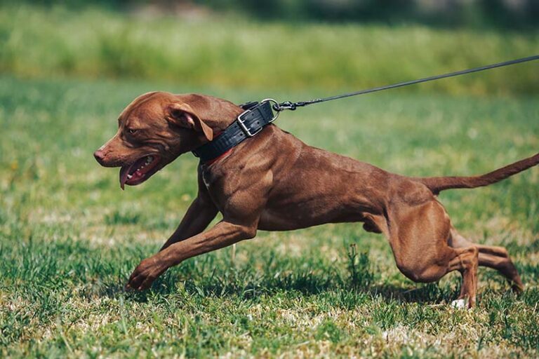 How to Stop a Dog From Pulling on a Leash: 6 Vet-Approved Tips | The ...