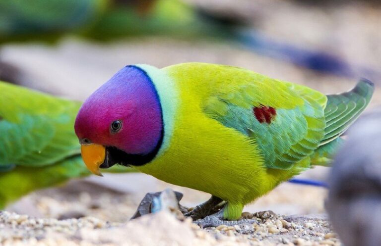 27 Parakeet Colors, Types, Varieties & Patterns (With Pictures) | The ...