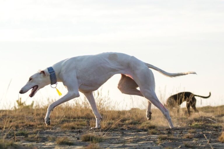 Polish Greyhound Dog Breed: Info, Pictures, Care & More | The Vet Desk