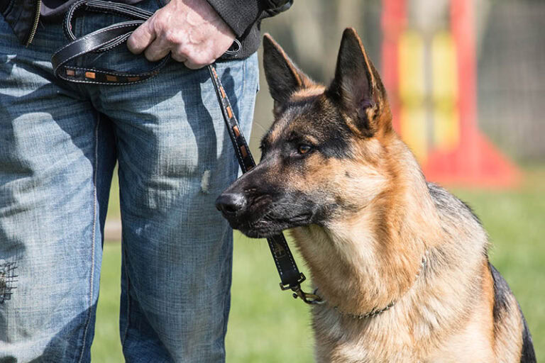 What is a Cadaver Dog? Training, Accuracy & How It Works | The Vet Desk