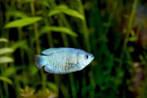 Blue Gourami: Info, Pictures, Facts & Care Guide | The Vet Desk