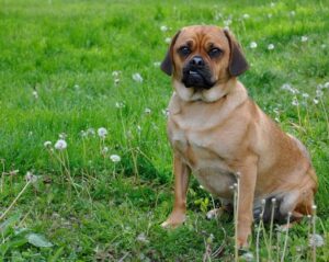 Puggle (Pug & Beagle Mix) Dog Breed: Pictures, Info, & Traits | The Vet ...