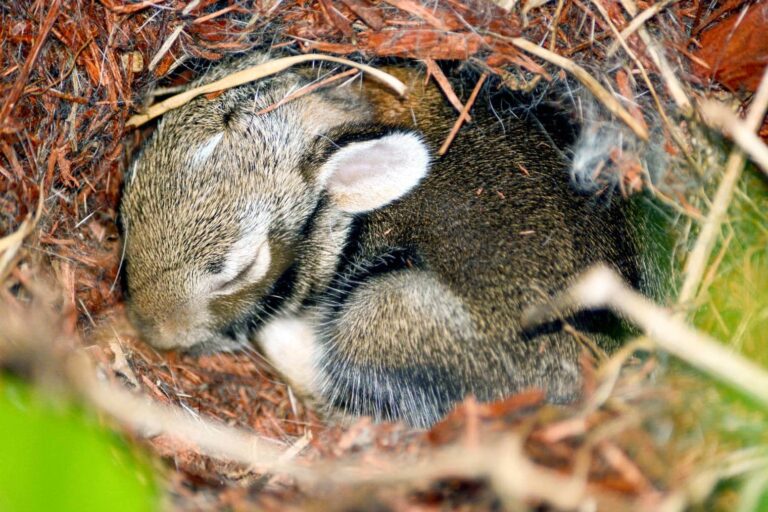 Where Do Wild Rabbits Sleep? Wild vs Domestic Habits | The Vet Desk