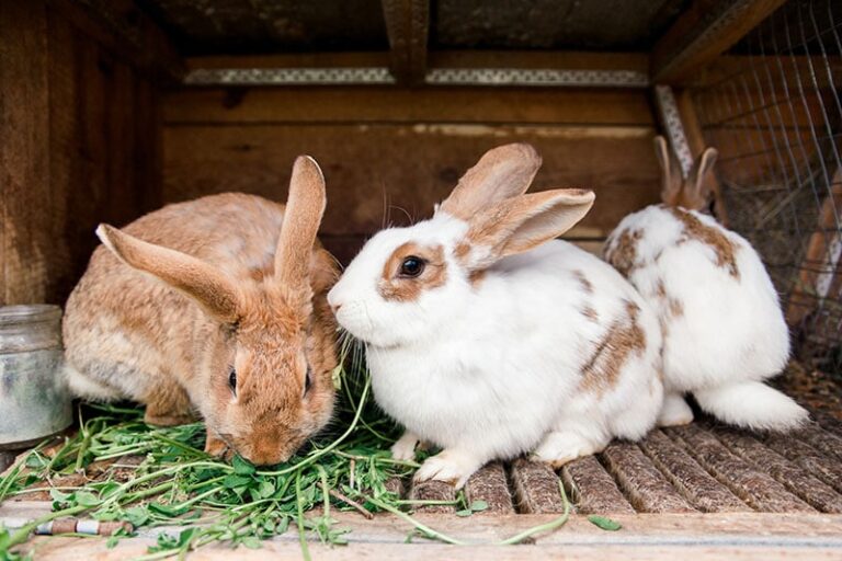 When Is the Best Age to Breed Rabbits? Vet-Verified Facts & Advice ...