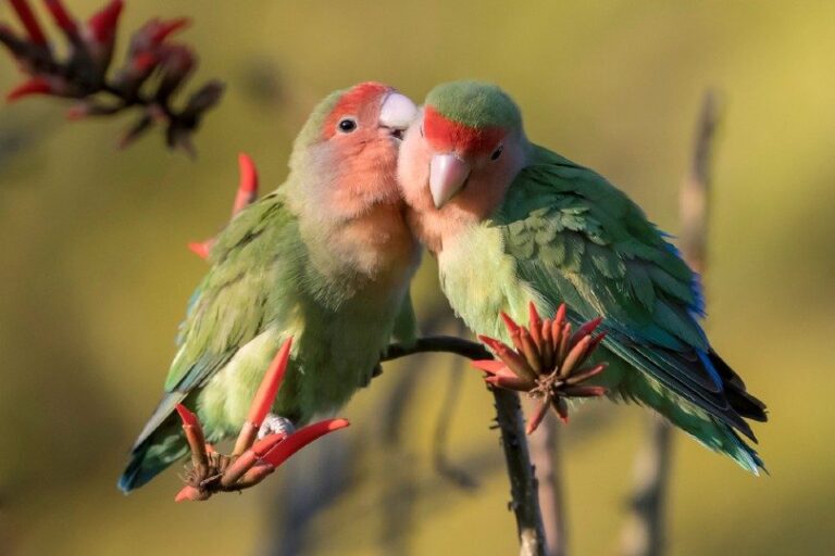 How Do Birds Communicate With Each Other? Sight & Sound Examined | The ...