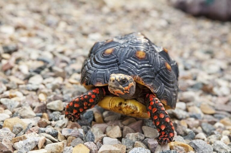 Red-Footed Tortoise: Info, Care Sheet, Tank Setup, Diet & More (With ...