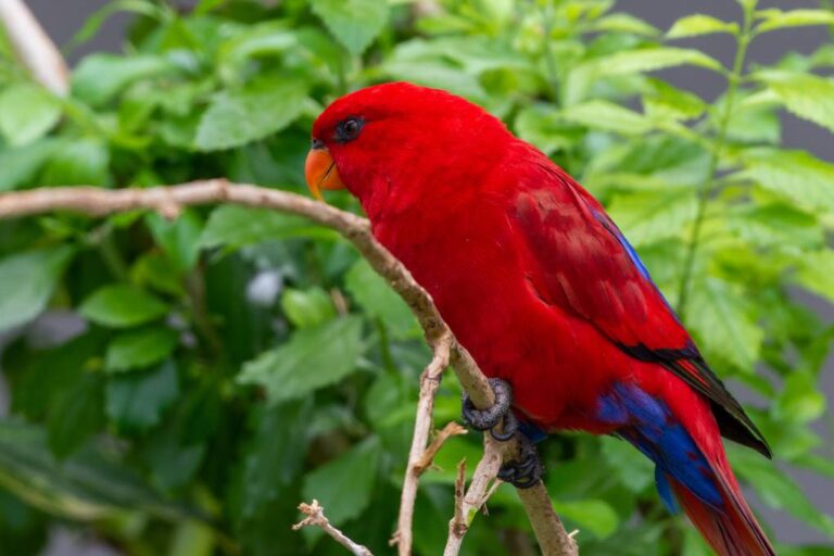 Red Lory: Info, Personality, Pictures, Habitat & Care | The Vet Desk
