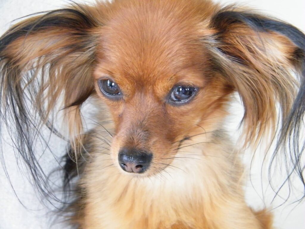 Russkiy Toy Dog Breed Guide: Info, Pictures, Care & More! | The Vet Desk