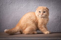 5 Cat Breeds With Folded Ears: Info, Pictures & Origins | The Vet Desk