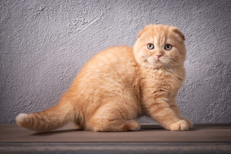19 Incredible Scottish Fold Colors (With Descriptions) | The Vet Desk