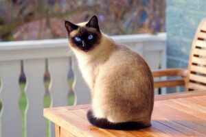 16 Beautiful Colorpoint Cat Breeds (With Info & Pictures) | The Vet Desk
