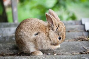 Why Do Rabbits Rub Their Chin on Things? 5 Vet-Reviewed Reasons | The ...
