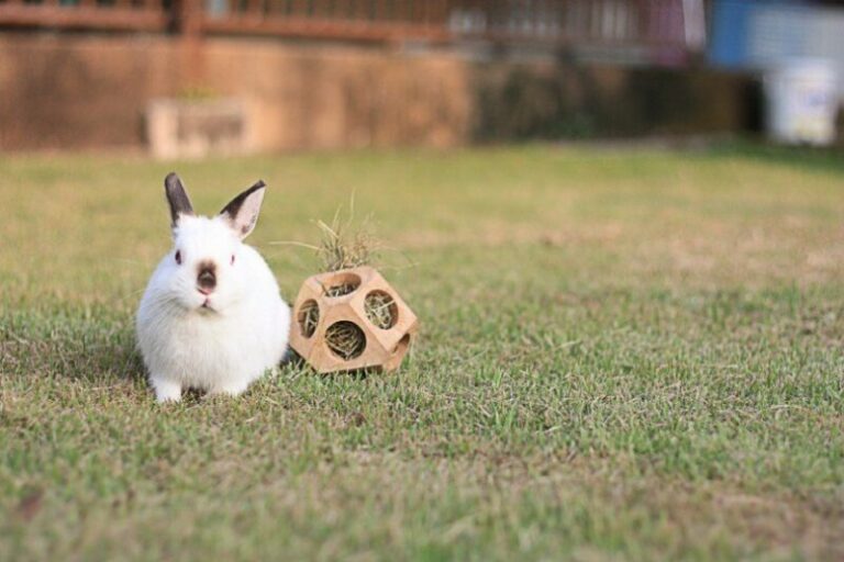 Types of Toys for Rabbits: 14 Great Vet-Reviewed Options (With Info ...