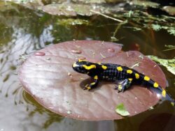 What Do Salamanders Eat in the Wild & as Pets? Facts & FAQ | The Vet Desk