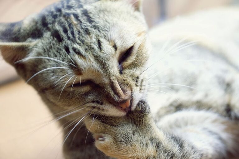 Why Is My Cat Biting Their Feet? Vet-Approved Causes, Solutions & FAQ ...