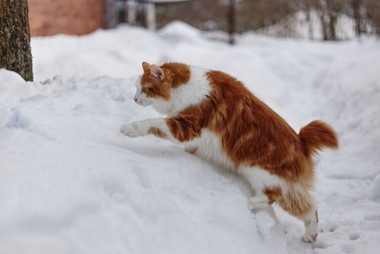 14 Vet-Verified Cat Breeds Most Suited for Cold Weather (With Info ...