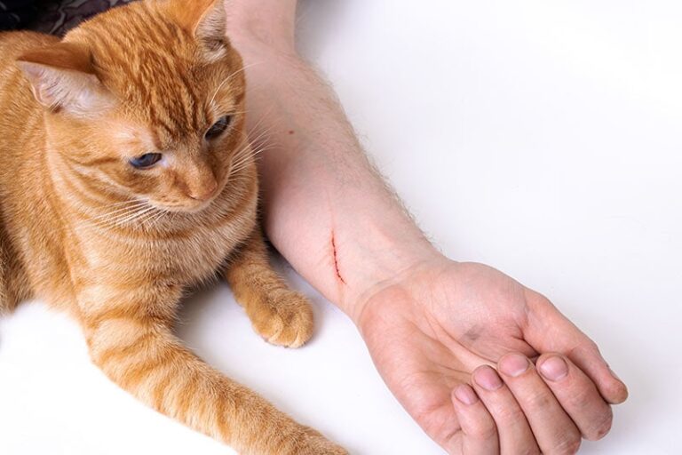 How to Treat a Cat Scratch: Our Vet Provides 4 Important Steps | The ...