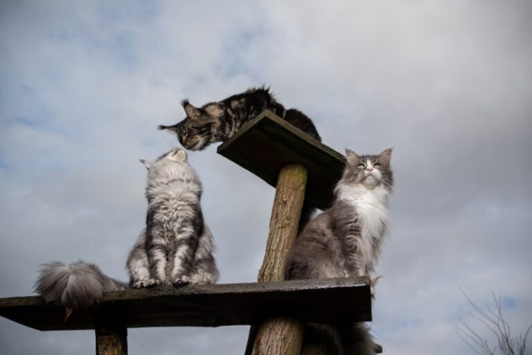 What Is a Group of Cats Called? 5 Adorable Terms | The Vet Desk