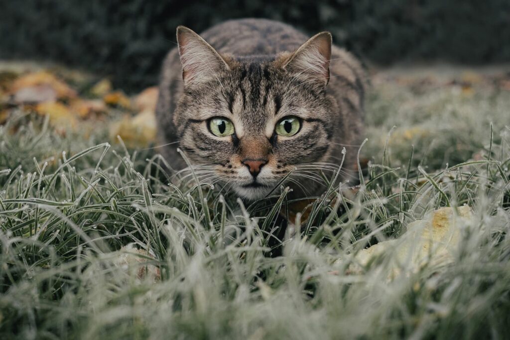 Tiger Cat: Info, Pictures, Care & Characteristics | The Vet Desk
