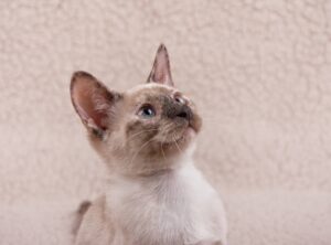 Tortie Point Siamese: Info, Pictures, Facts & History | The Vet Desk