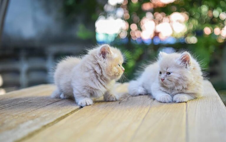 10 Cat Breeds With Short Legs (With Info & Pictures) | The Vet Desk