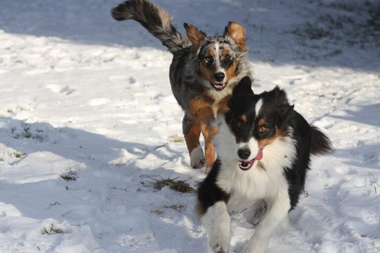 Top 20 Most Athletic Dog Breeds (With Info & Pictures) | The Vet Desk