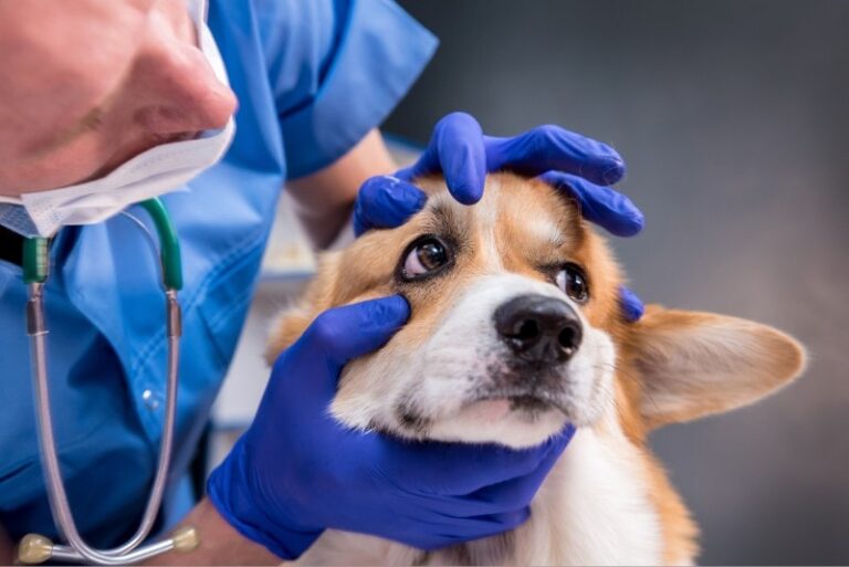 Uveitis in Dogs: Signs, Causes, and Treatment Options (Vet Answer ...