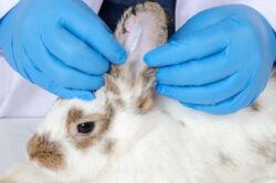 How to Treat Rabbit Ear Mites: 6 Vet-Recommended Tips | The Vet Desk
