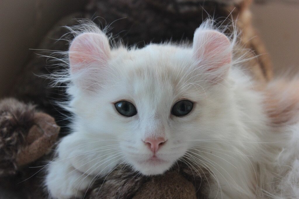 11 Cat Breeds that Stay Kitten-Like for Life (With Info & Pictures ...